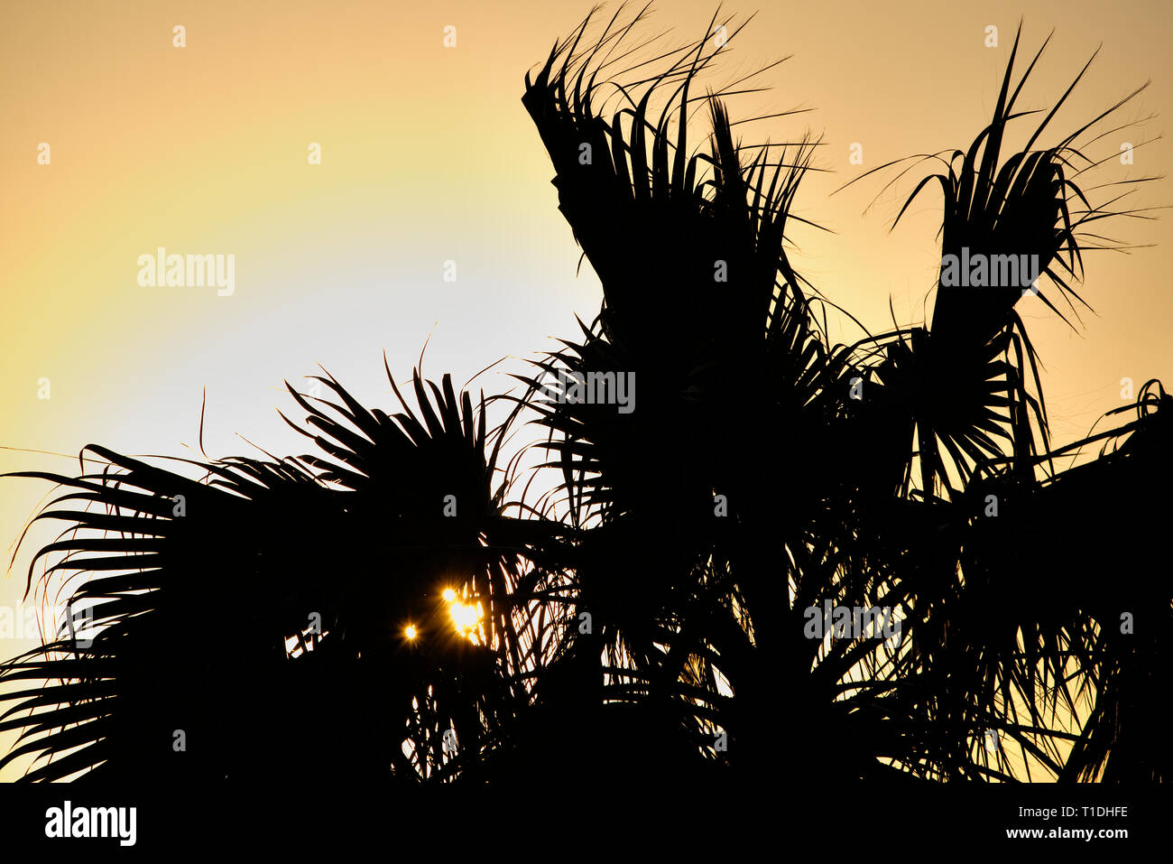 Palm tree leaves with a dramatic sunset backlight Stock Photo - Alamy