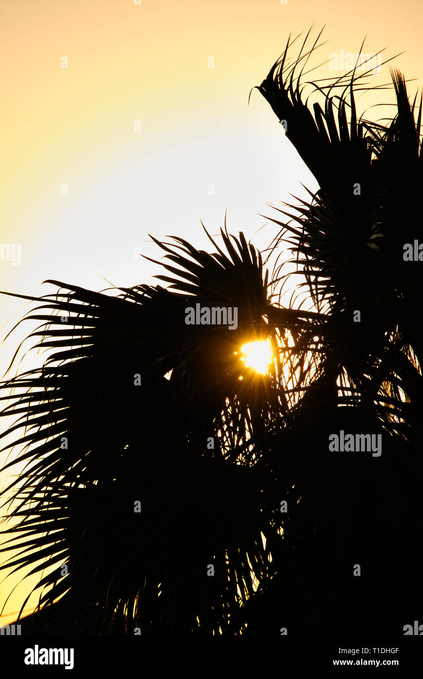 Palm tree leaves with a dramatic sunset backlight Stock Photo - Alamy