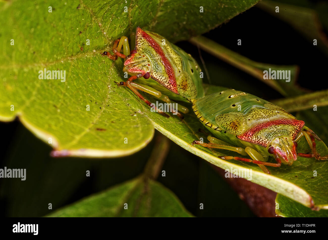 Two shield bugs on spring leaves Stock Photo - Alamy
