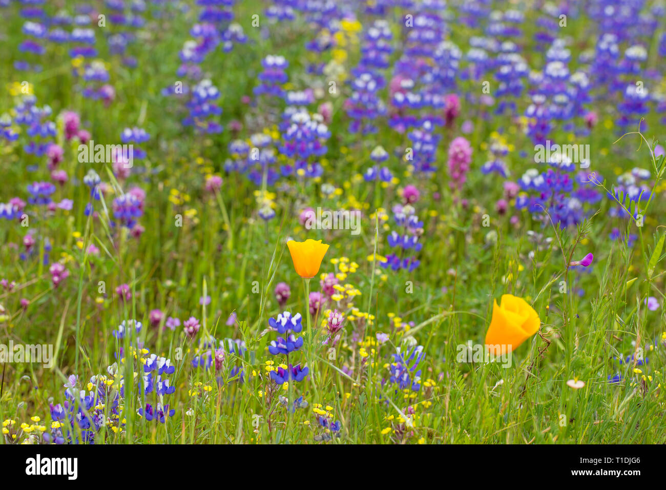 Field of California poppies, owl's clover, Douglas' lupine, and other ...