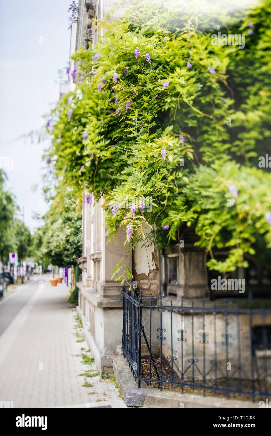 Wisteria On Old Building High Resolution Stock Photography and Images ...