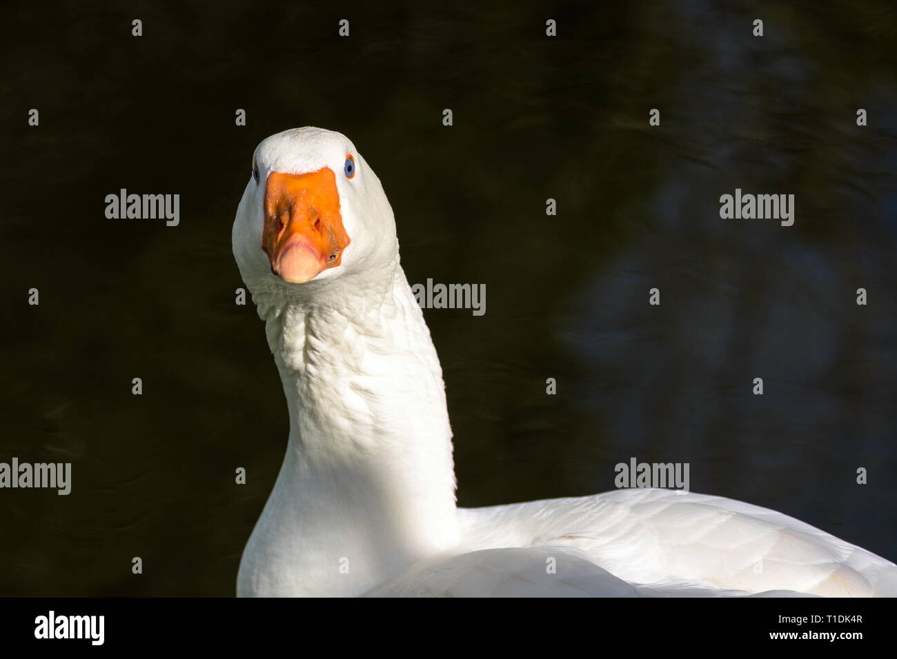 White goose with an orange beak, Embden goose in close up Stock Photo ...