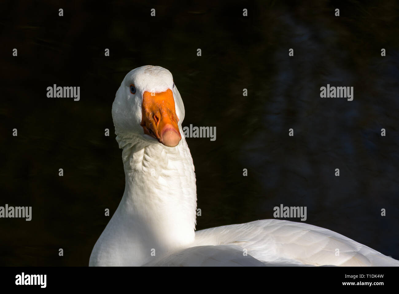 White goose with an orange beak, Embden goose in close up Stock Photo ...