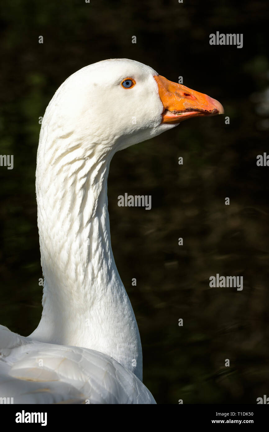 Detailed geese hi-res stock photography and images - Alamy