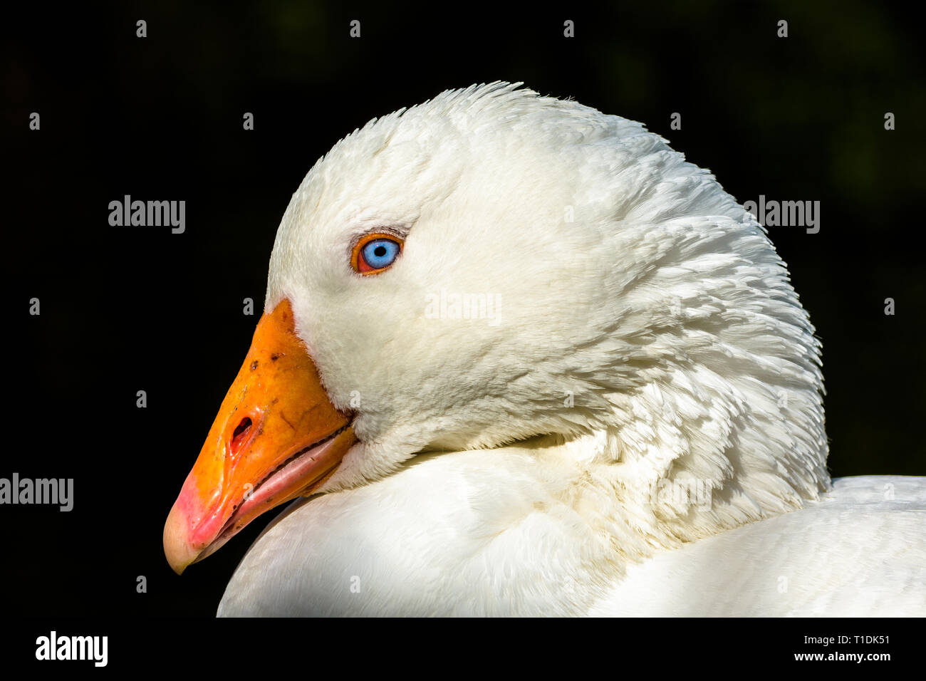 Geese feather hi-res stock photography and images - Alamy