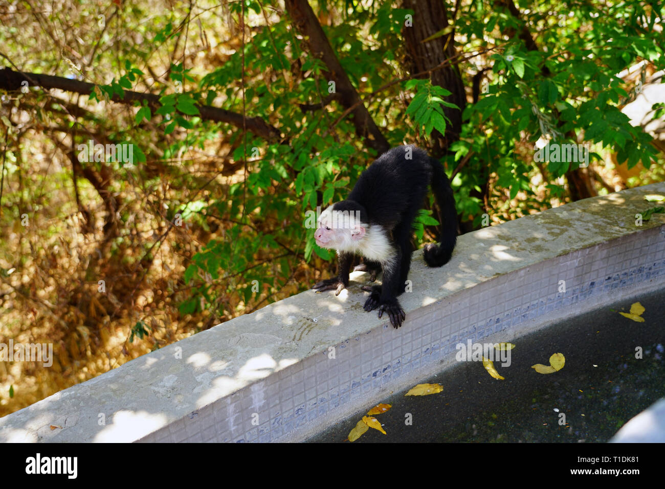 A white-headed capuchin monkey (cebus capucinus) by the pool in ...