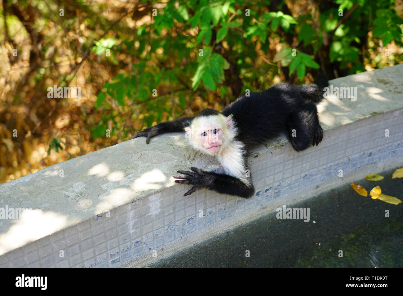 A white-headed capuchin monkey (cebus capucinus) by the pool in ...