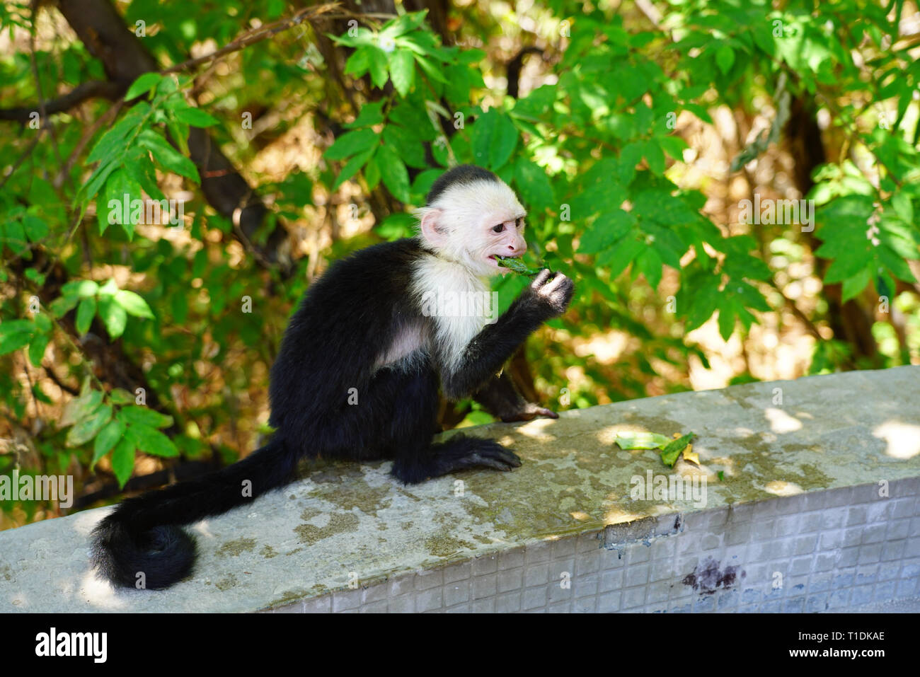 A white-headed capuchin monkey (cebus capucinus) by the pool in ...