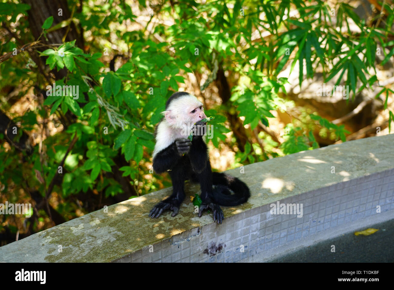 A white-headed capuchin monkey (cebus capucinus) by the pool in ...