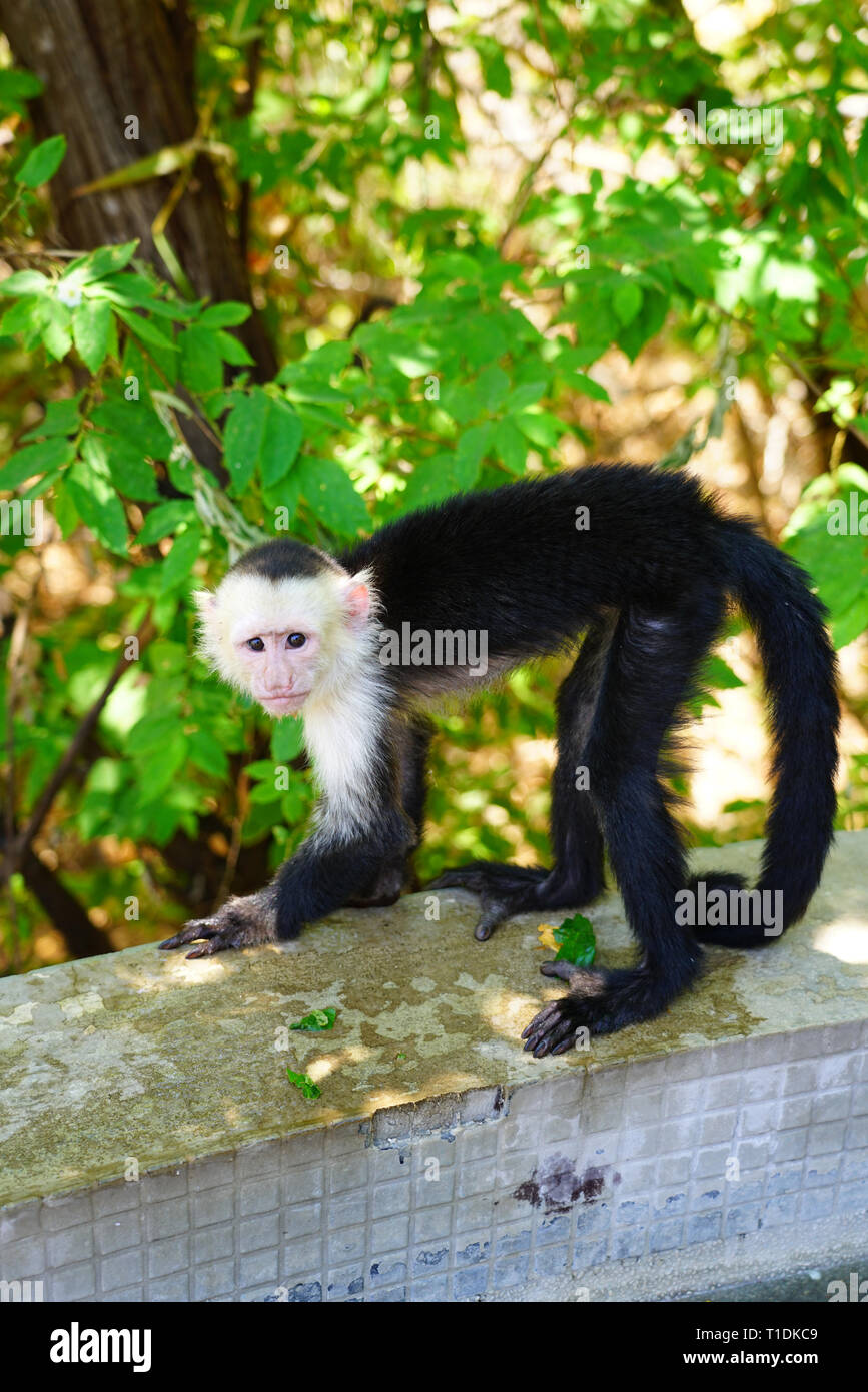 A white-headed capuchin monkey (cebus capucinus) by the pool in ...