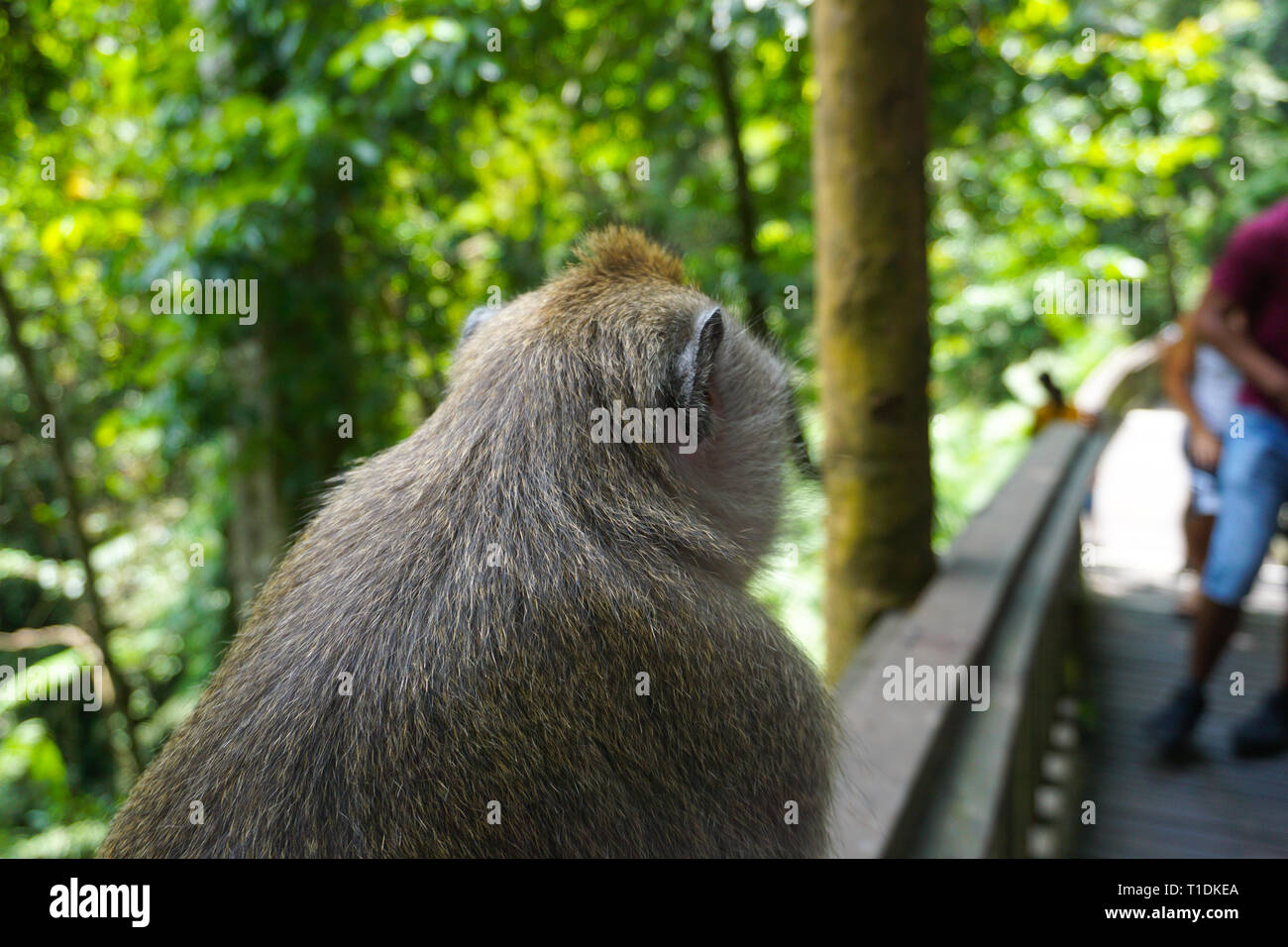 An adorable macaque monkey having a good time on a bench, while posing ...