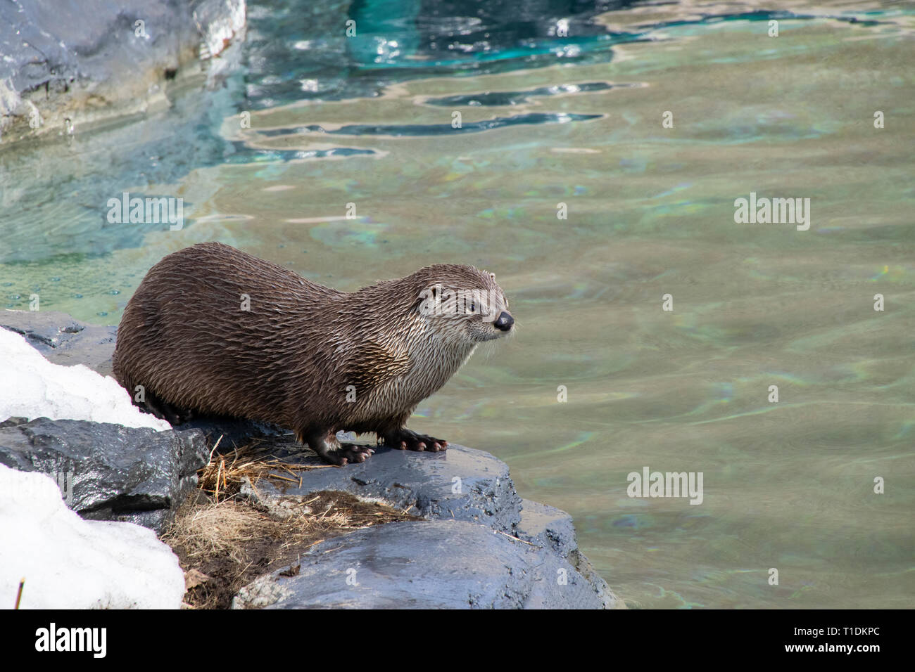 A North American River Otter Stock Photo - Alamy