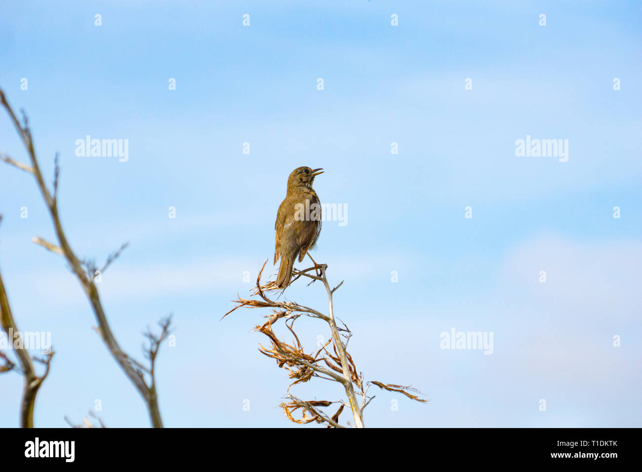 Dead thrush hi-res stock photography and images - Alamy