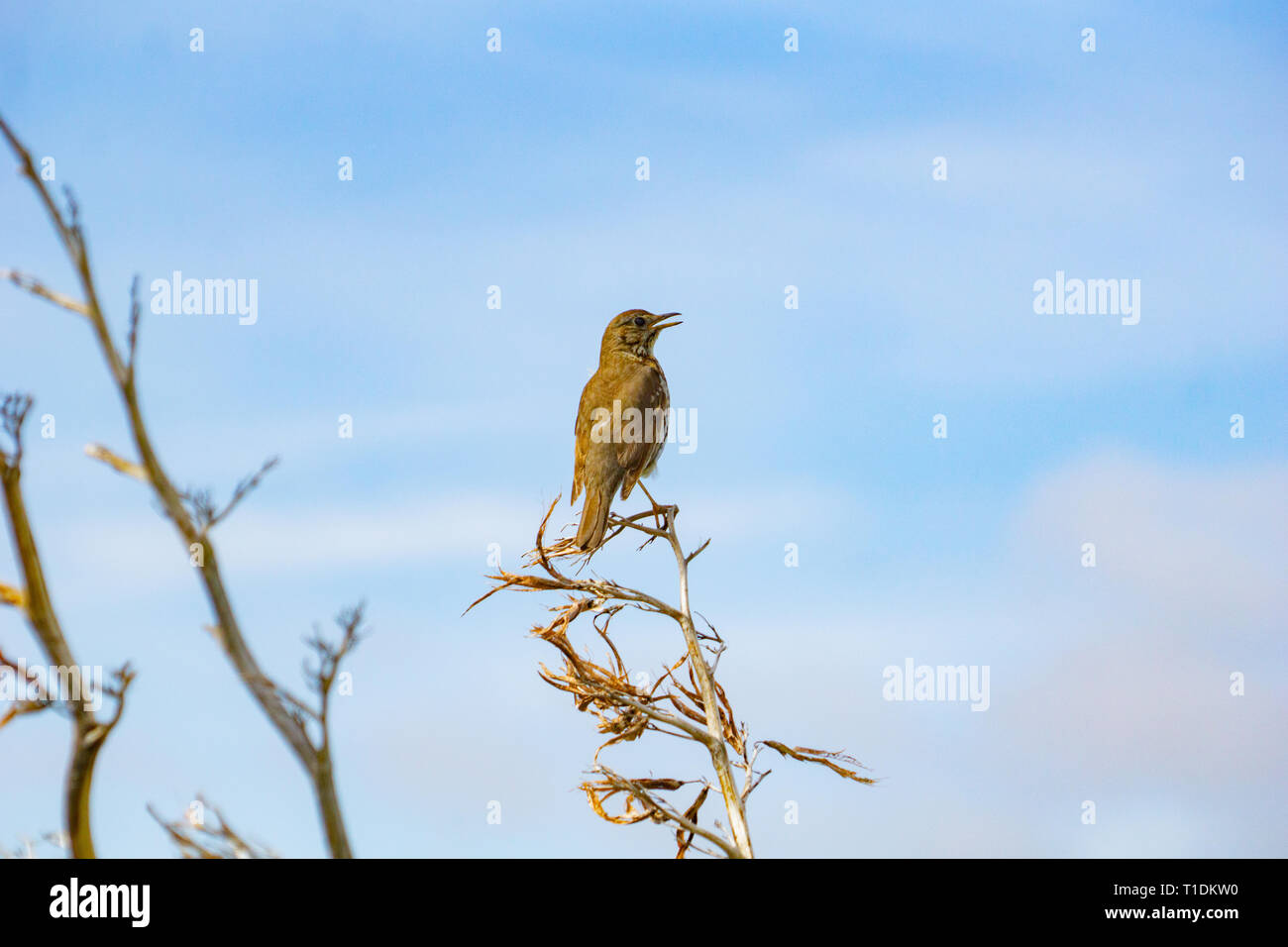 Thrush sitting on dead flax flower Stock Photo - Alamy