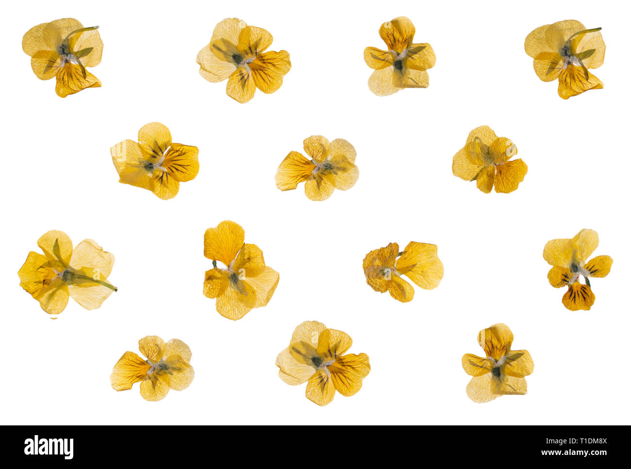 Pressed flowers pattern Cut Out Stock Images & Pictures - Alamy