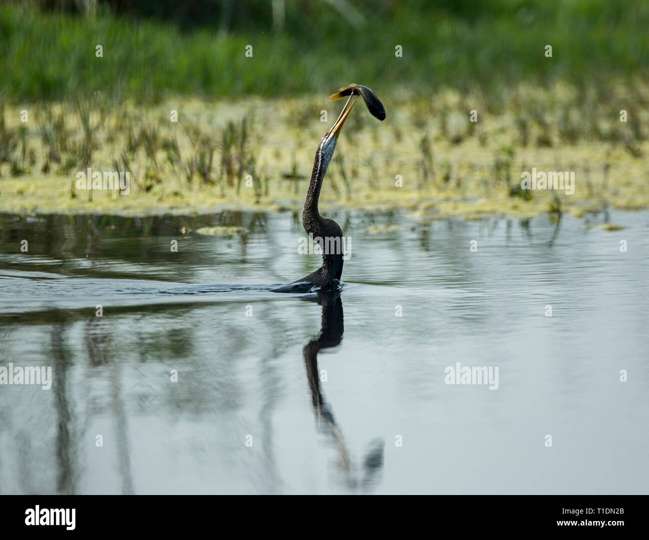 Darter with Fish Kill in its Beak at Bharatpur Bird Sanctuary,Rajasthan ...
