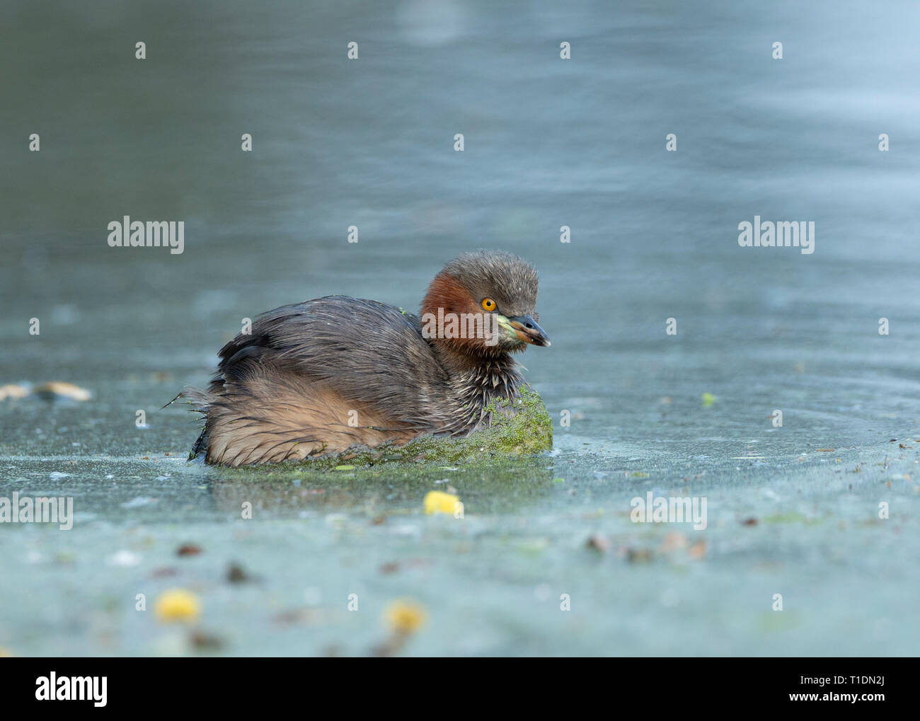 Little Grebe at Bharatpur Bird Sanctuary,Rajasthan,India Stock Photo ...