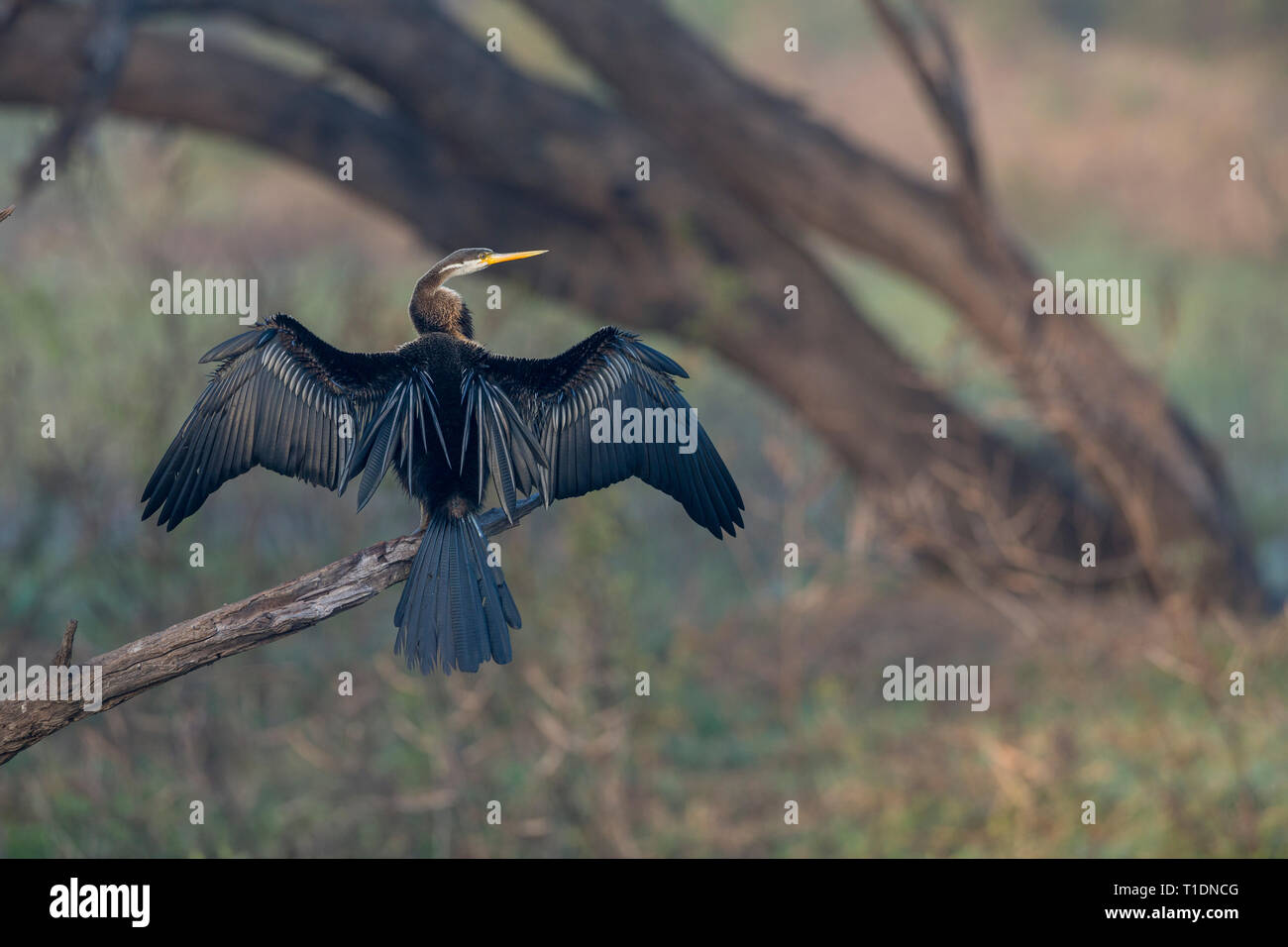 Indian darter snake bird hi-res stock photography and images - Alamy