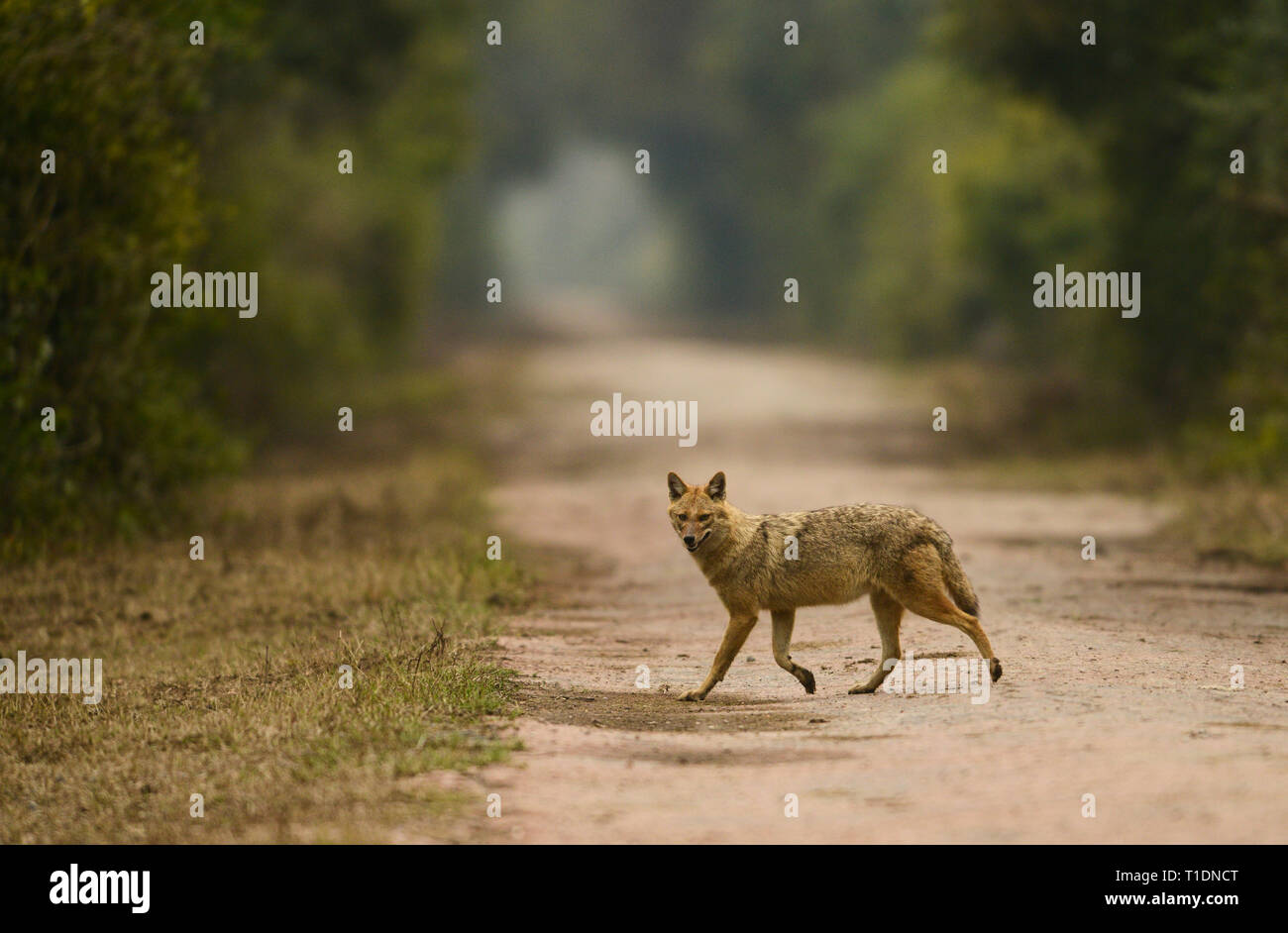 Jackal crossing the road at Bharatpur Bird Sanctuary,Rajasthan,India ...