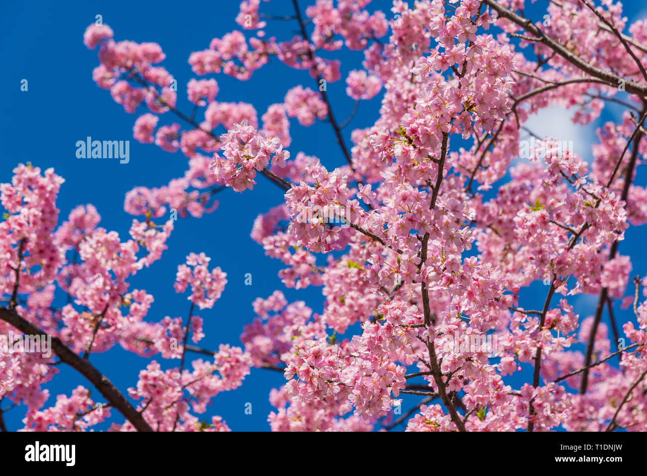 Spring Japanese cherry tree pink blossom against azure sky as ...