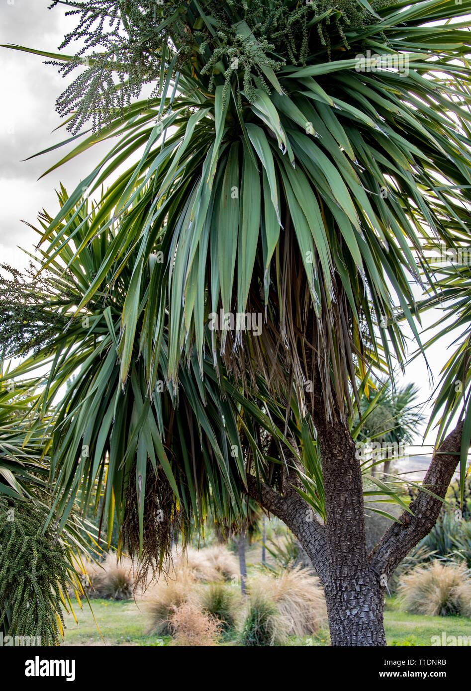 Cabbage tree new zealand hi-res stock photography and images - Alamy