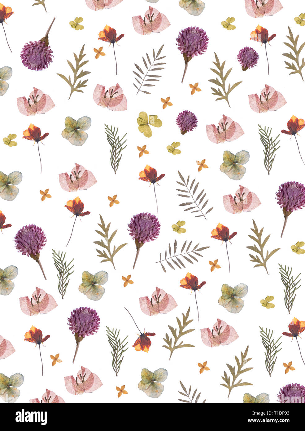 flat pressed dried flower pattern isolated on white background Stock ...