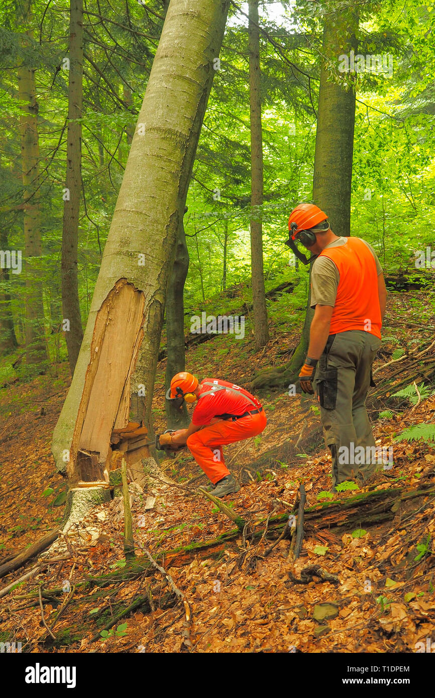 Working in the forest hi-res stock photography and images - Alamy