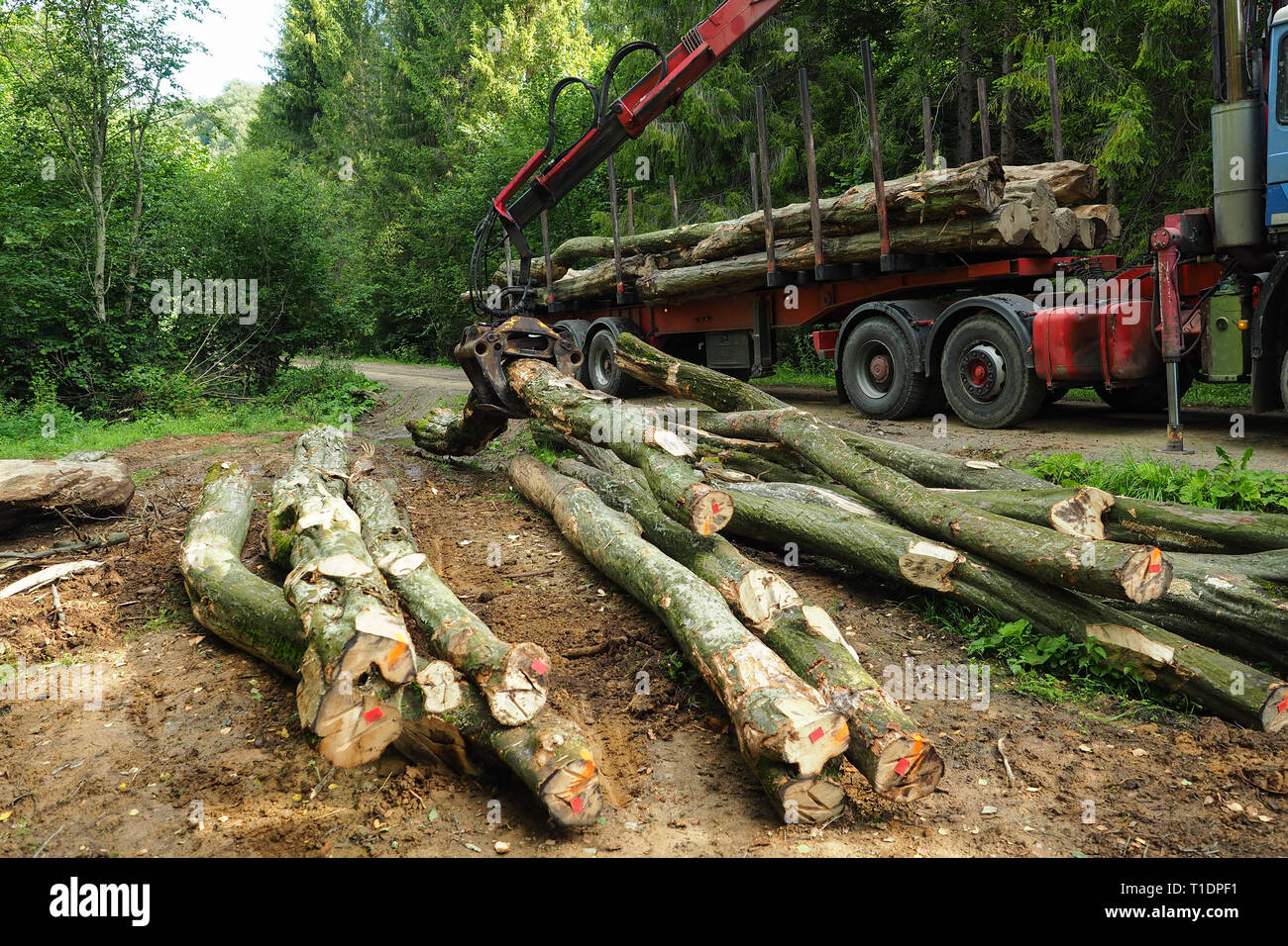 Crane loads trees cut hi-res stock photography and images - Alamy