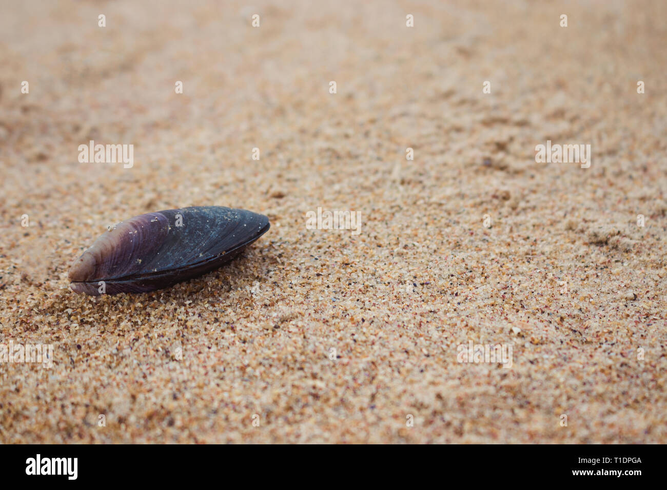 Closed sea mussel shell on the beach sand. Marine theme. Natural ...