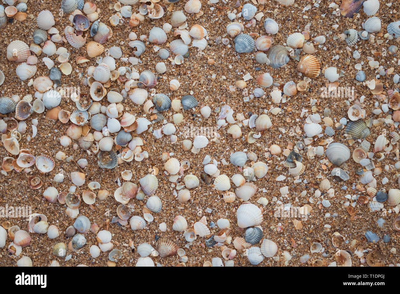 Texture with sea shells and sand. Beach theme. Natural background, top ...