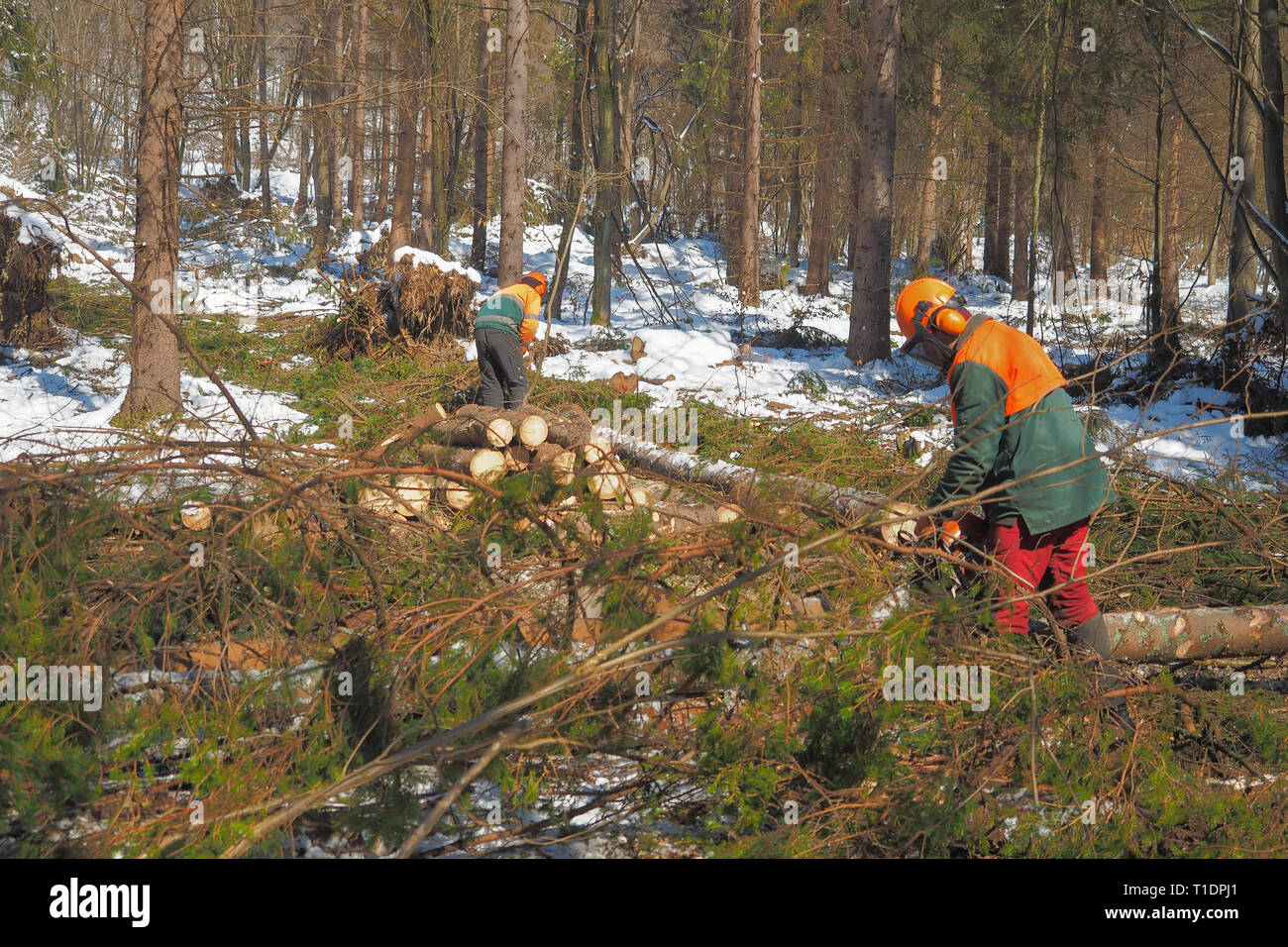 Lumberjack nature hi-res stock photography and images - Alamy