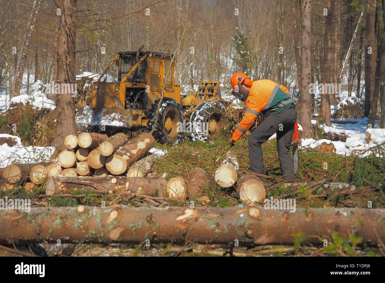 Extreme forest hi-res stock photography and images - Alamy