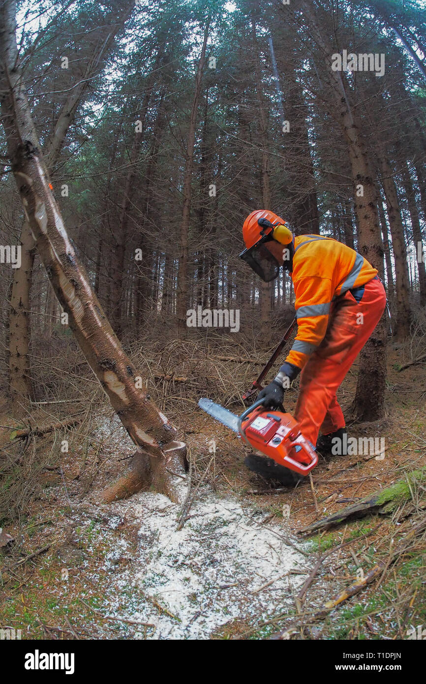 Lumberjack cuts a tree in the forest Stock Photo - Alamy