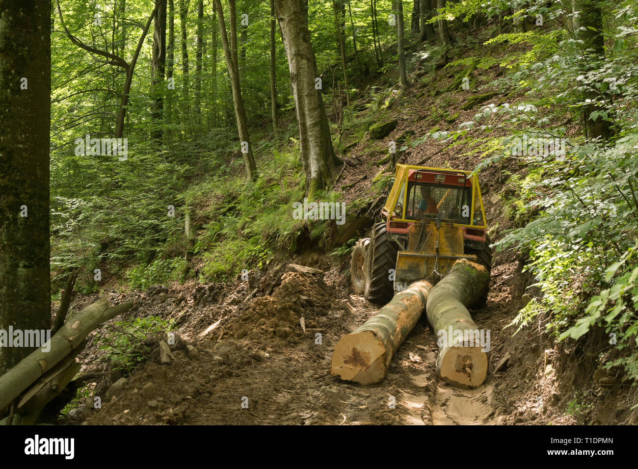 Specialist tractor working in a mountain forest Stock Photo - Alamy
