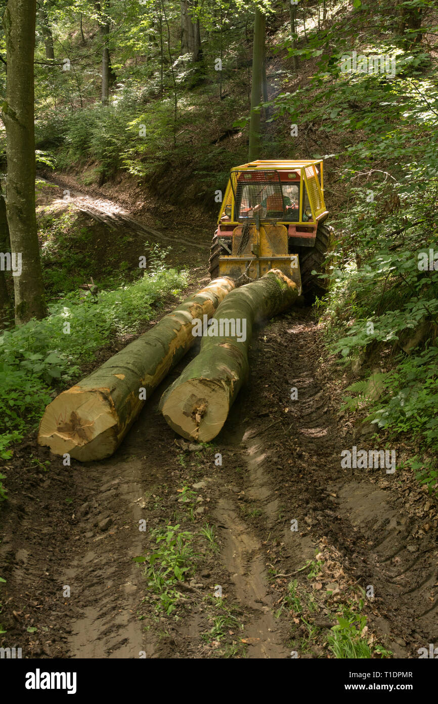 Forest work with a harvester machine for timber harvesting hi-res stock ...