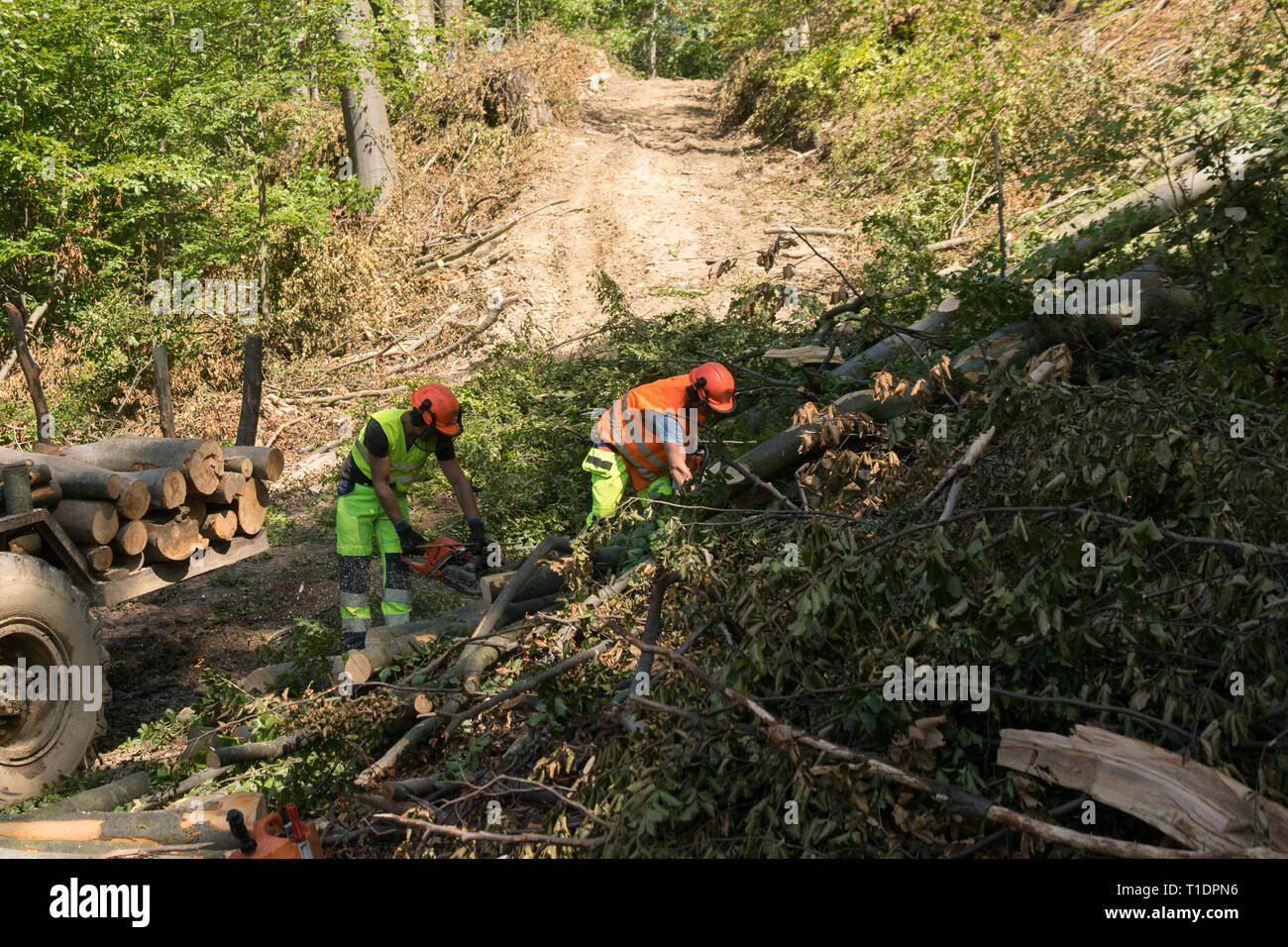 Woodcutter woodcutters hi-res stock photography and images - Alamy