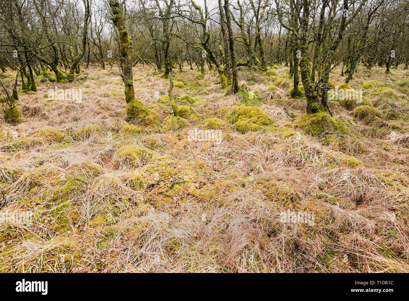 Tarn Moss, Malham Stock Photo - Alamy