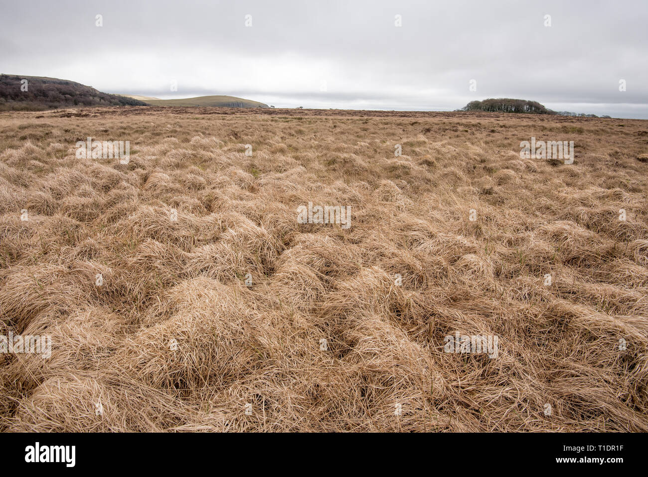 Tarn Moss, Malham Stock Photo - Alamy