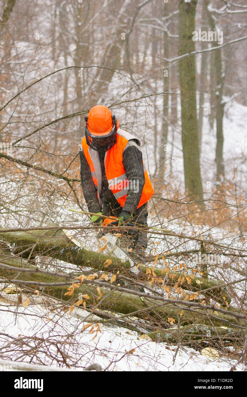 Lumberjack cuts a tree in the forest Stock Photo - Alamy