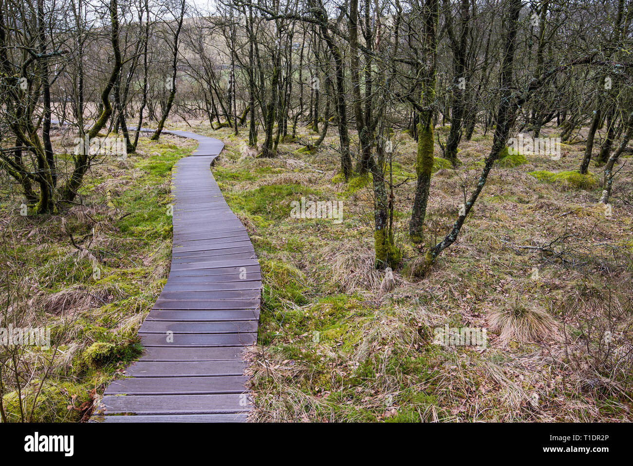 Tarn Moss boardwalk,Malham Stock Photo - Alamy