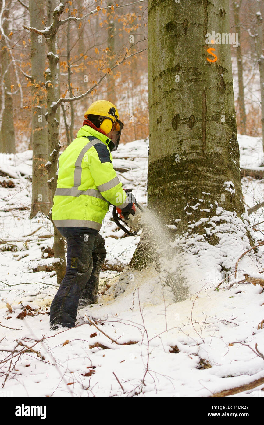 Lumberjack cuts a tree in the forest Stock Photo - Alamy