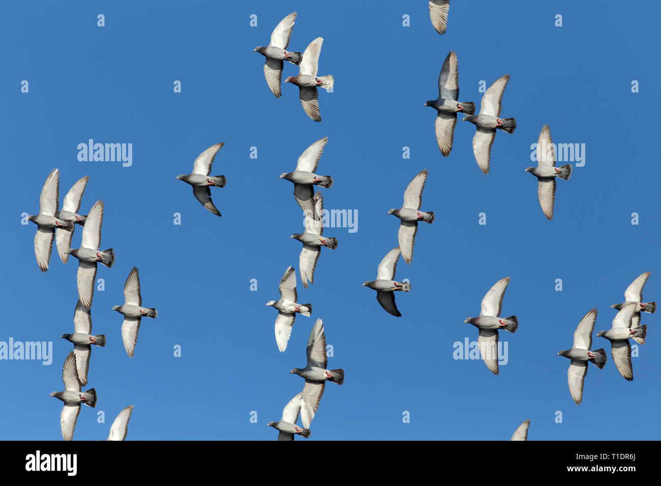 Flock of sport carrier pigeons flying against a beautiful deep blue sky ...