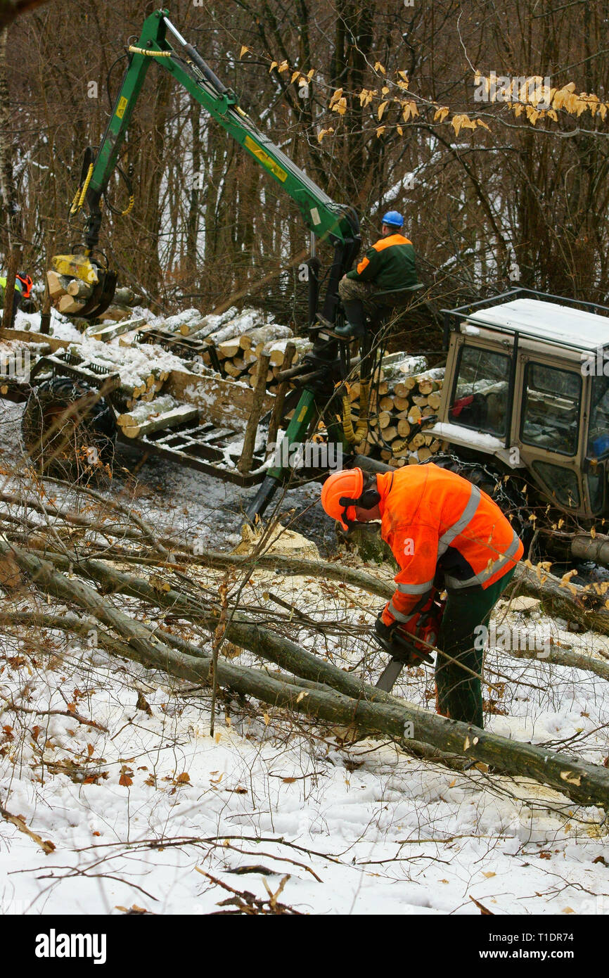 Lumberjack cuts a tree in the forest Stock Photo - Alamy