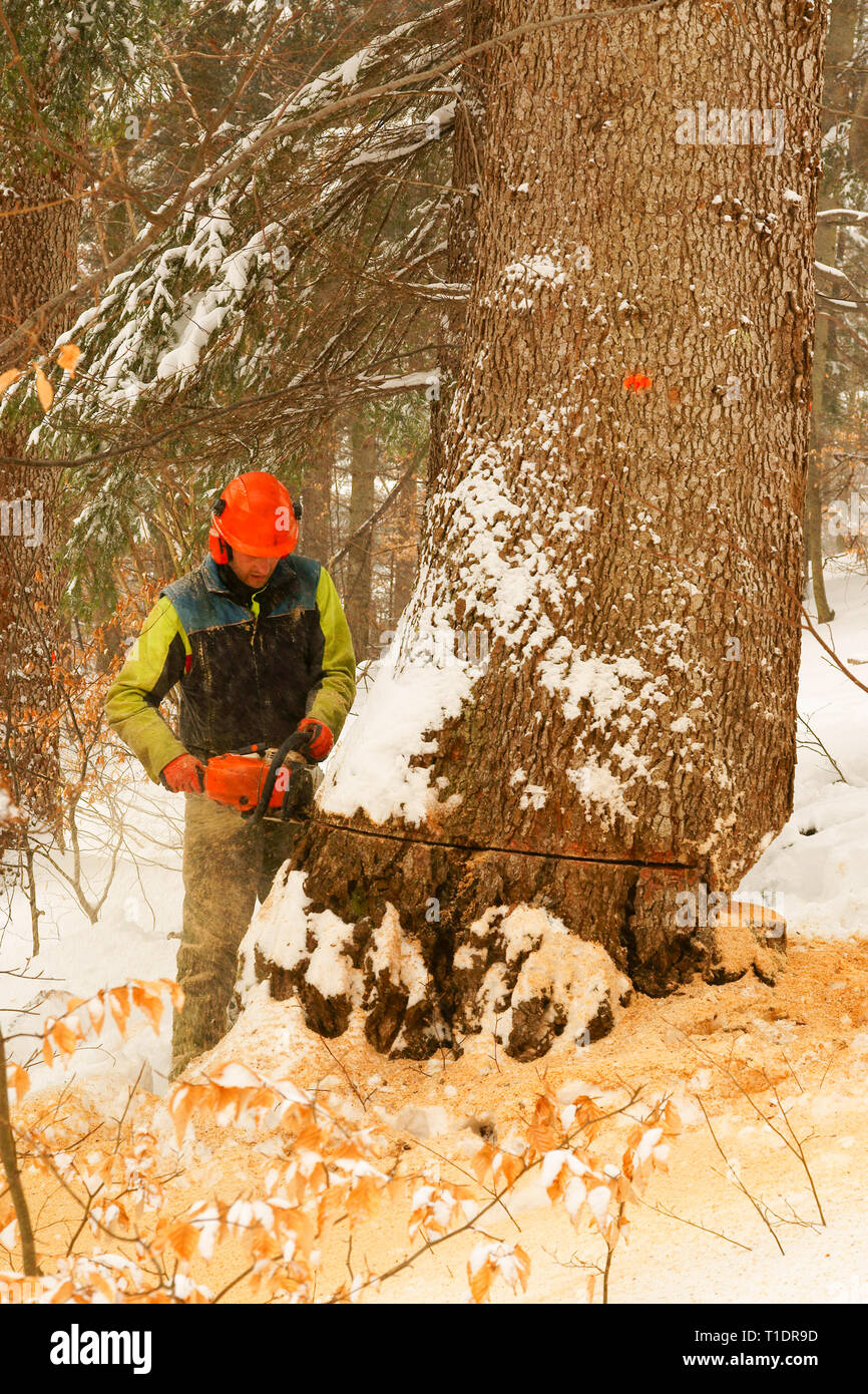 Lumberjack cuts a tree in the forest Stock Photo - Alamy