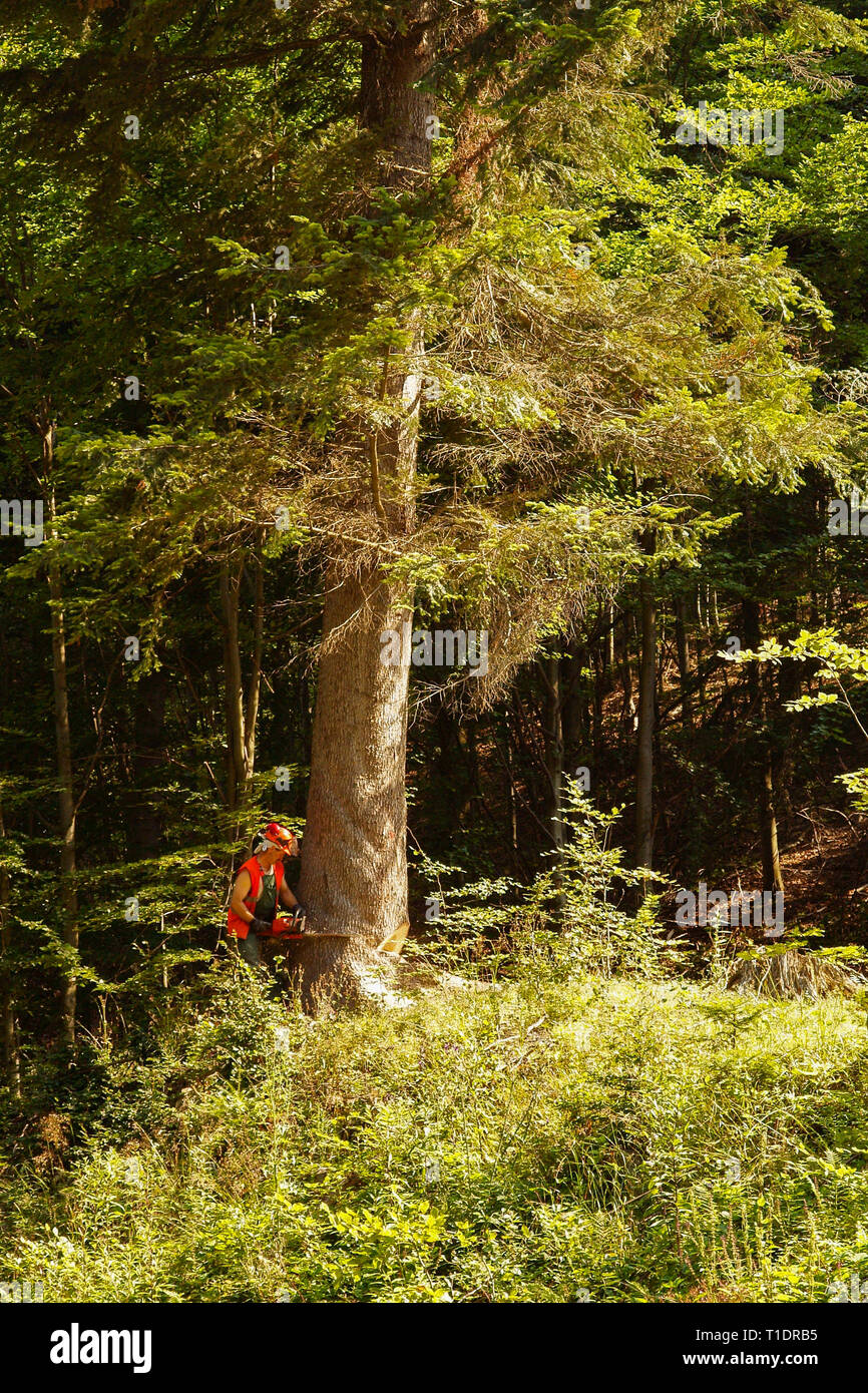 Lumberjack cuts a tree in the forest Stock Photo - Alamy