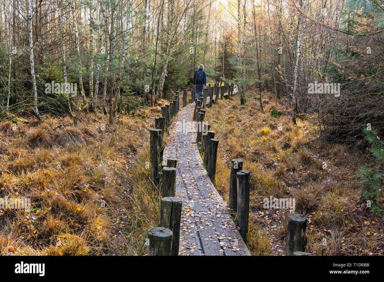 Dwingelderveld national park hi-res stock photography and images - Alamy