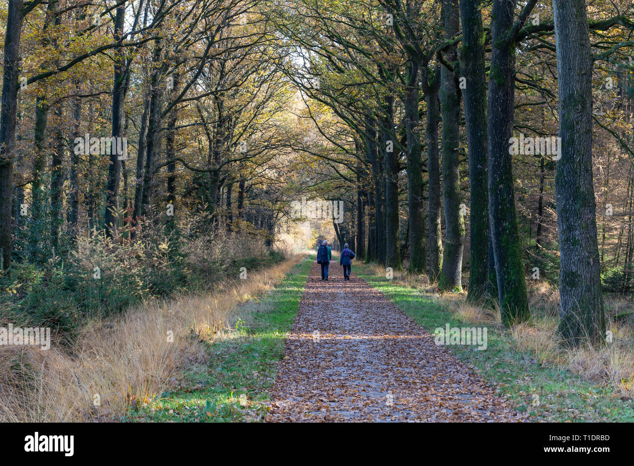 Dwingelderveld national park hi-res stock photography and images - Alamy