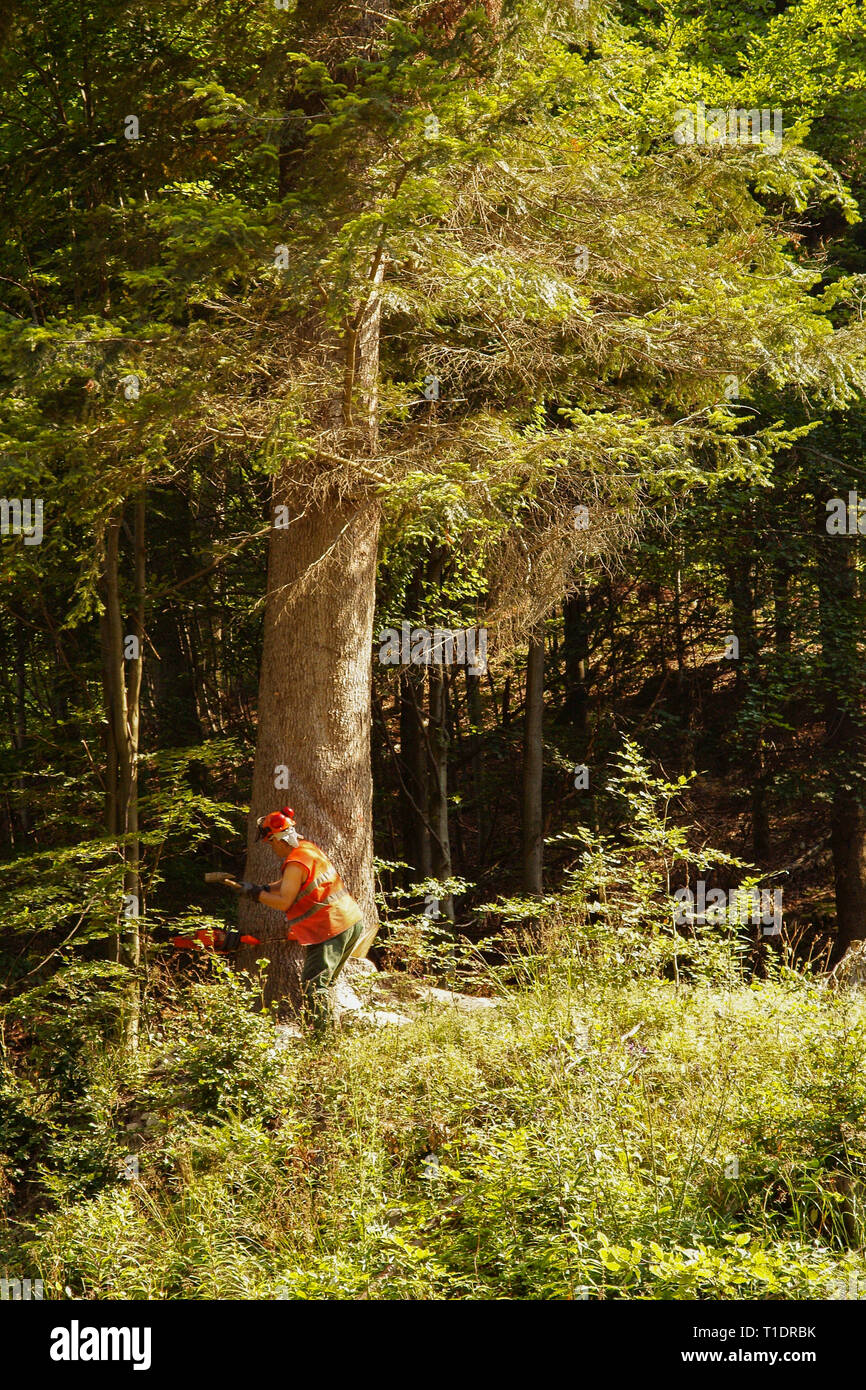 Lumberjack cuts a tree in the forest Stock Photo - Alamy