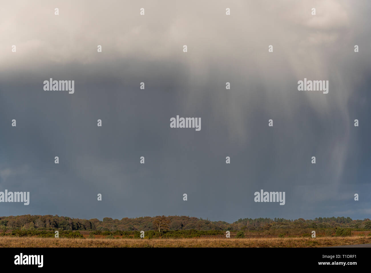 English rain forest hi-res stock photography and images - Alamy