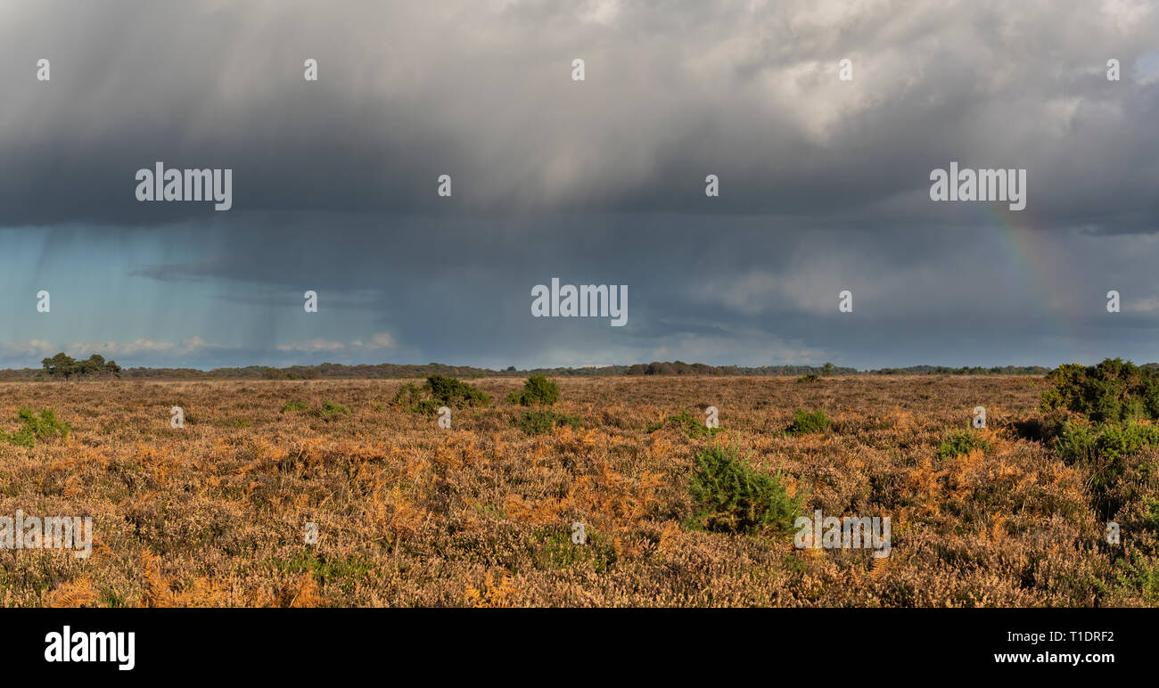 Rain and storm with rainbow in New Forest with heathland in autumn ...